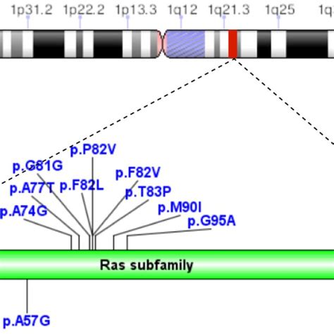In 41 Cases Of Ns Caused By Rit1 Gene Mutations The Mutation Loci Were Download Scientific