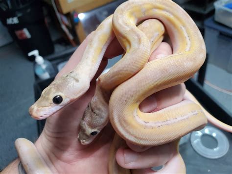 Dwarf Platinum 50 Ternate 125 Jampea Reticulated Python By Dandm
