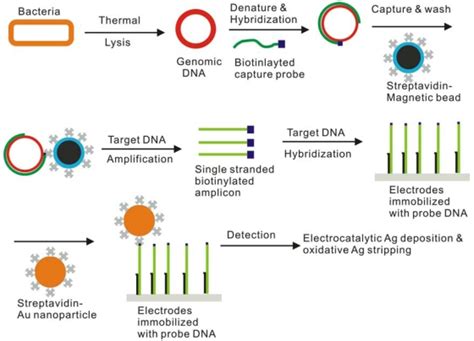 A Schematic Diagram Of Pathogenic Bacterial Detection Using Download Scientific Diagram
