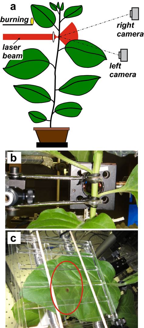 A A Schematic Experimental Arrangement B The Tobacco Stem Fixed By Two