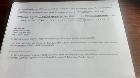 Solved Below Is A Eukaryotic DNA Sequence That Begins At Chegg