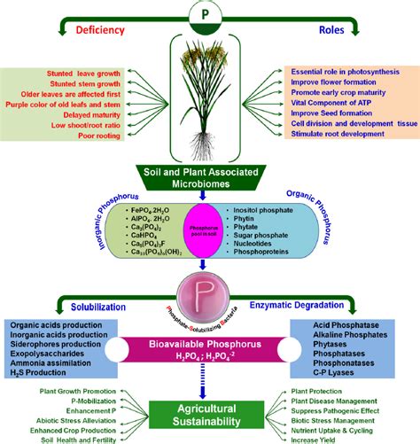 Phosphate Solubilizing Microorganisms For Agricultural Sustainability
