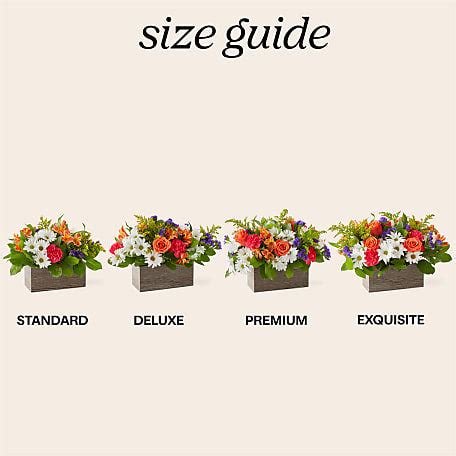 Oopsie Daisy Box Bouquet Standard From Proflowers