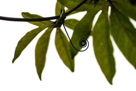 Zarcillo Planta Sale De Foto Gratis En Pixabay Pixabay