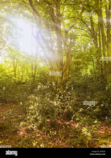 Trees In Woods Stock Photo Alamy