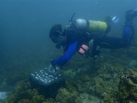 A Look Into Our Coral Reef Restoration Process Marine Conservation