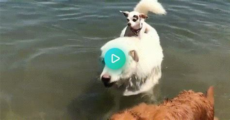 He Was Just Here A Minute Ago  On Imgur