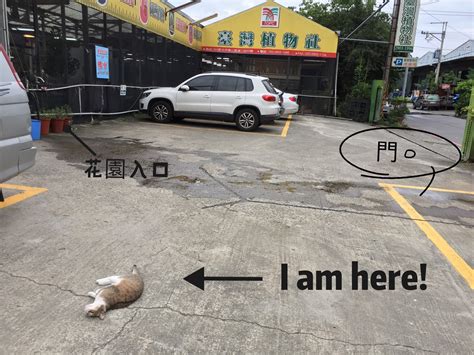 有限責任台灣區觀賞植物運銷合作社 呼籲人客 開車騎車走路請留意店長， 己告誡牠多次不要以天地為家， 但牠大佬從沒在聽的