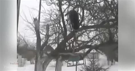 Funny Cats Compilation February 2014 Videos Metatube