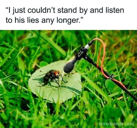 47 Memes That Wouldnt Exist If The Fly Didnt Land On Mike Pences