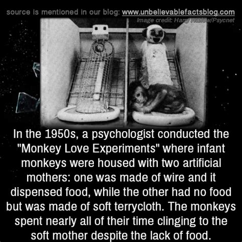 The Monkey Love Experiments Unbelievable Facts
