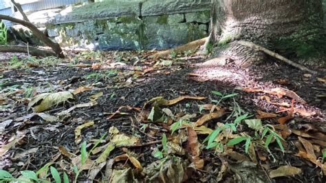 How To Kill Weeds Growing Around Trees Without Harming The Tree Video Planting