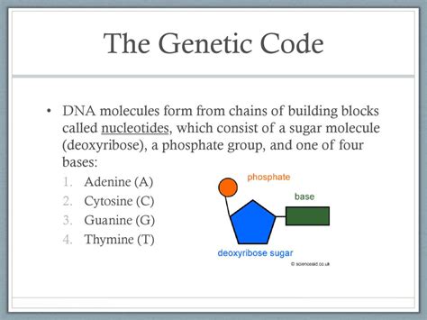 Genetics Primer Its All In The Genes Ppt Download
