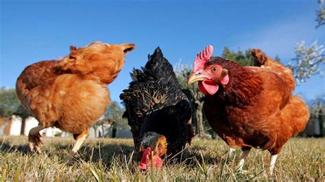 ထိၣ်ဆီတိးကွ့တၢ်ဆါ အတၢ်မၤတံာ်တာ် လၢအဆီတလဲသးအသီကွ့ၢ်ကွ့ၢ် Sbs Karen