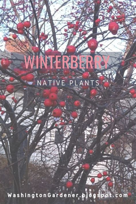 Winterberry The Vibrant Native Plant