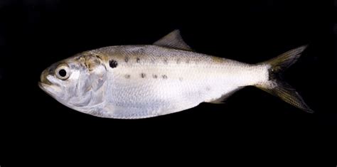 Menhaden Alchetron The Free Social Encyclopedia