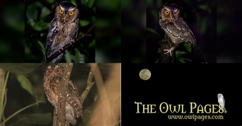Javan Scops Owl Otus Angelinae Information Pictures The Owl Pages