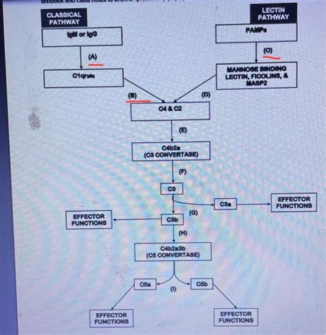 Solved Review The Diagram Of The Classic And Lectin Pathway Chegg