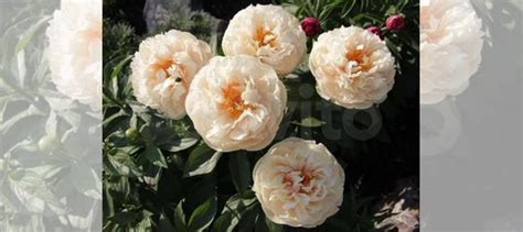 Пионы купить в Улан Удэ Товары для дома и дачи Авито