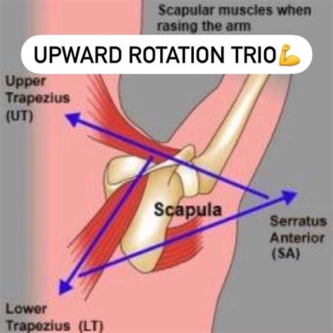 The Key To Solving Upper Trap Dominance Armored Heat App