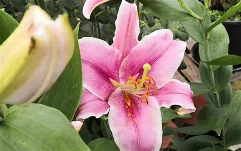 百合花怎么养才能开花 蜜源植物 酷蜜蜂