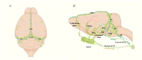 Frontiers Role Of Meningeal Lymphatic Vessels In Brain Homeostasis