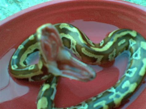 Blood Python Dipong Python Curtus Reptilers