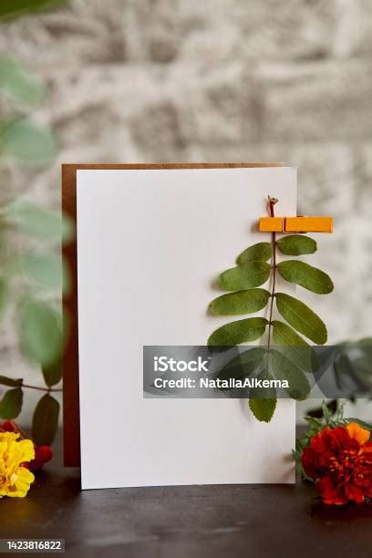 빈 엽서 문구 카드는 미적 인 가을 꽃과 나뭇잎 사이에서 조롱합니다 대기 배경 모형에 대한 스톡 사진 및 기타 이미지 모형 목록 자연 Istock