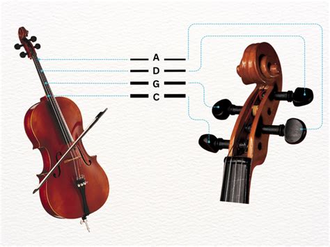 The Ultimate Guide To Cello Tuning A Step By Step Guide For Beginners Ted S List