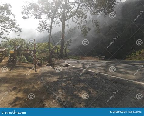 Monkey Forest Stock Image Image Of Landscape Wilderness 255559735