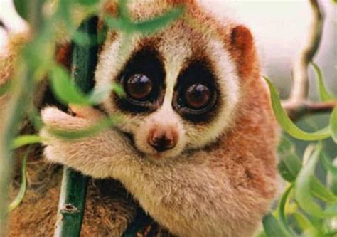 Loris Perezoso Animales Exóticos Slow Loris Animals Endangered