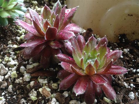 Raindrops On Jade Rose Look Like Popsicle Juice Rsucculents