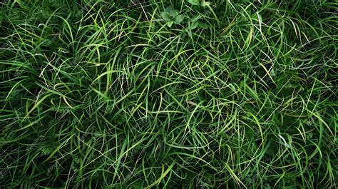 Grass Texture For Decoration Wall Mural Green Grass For Interior Design