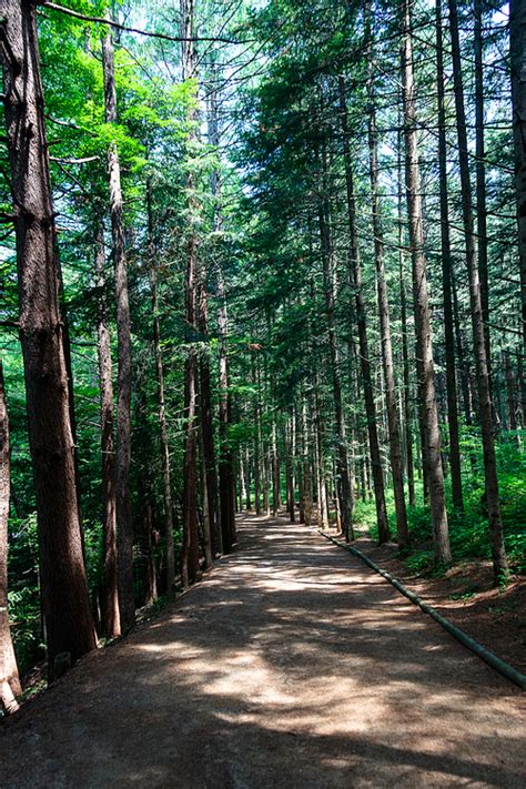 울창한 여름 숲 유토이미지 상세페이지 베이직샵 사진 20629788