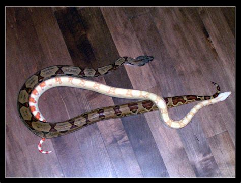 Aphrodite And Kratos On Hardwo By Mack1time On Deviantart