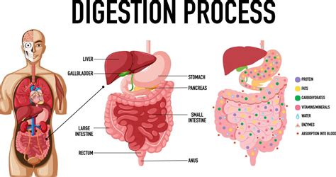 Diagram Showing Digestion Process In Human Vector Image