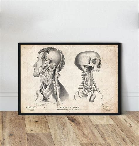 Head Anatomy Art Codex Anatomicus Head Anatomy Art Codex Anatomicus