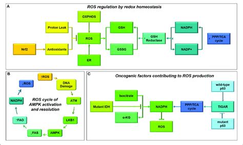 A Reactive Oxygen Species Ros Maintenance By Redox Homeostasis