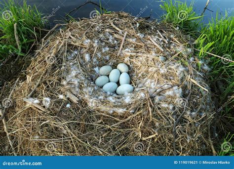 Mute Swan Nest With 7 Eggs Stock Image Image Of Birding 119019621
