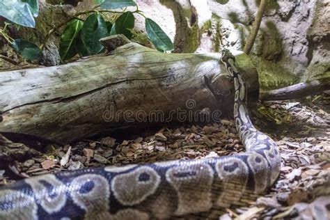 The Ball Python Python Regius Also Known As The Royal Python Stock
