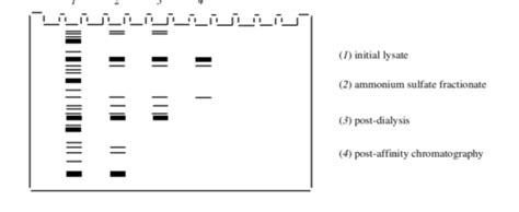Lecture 12 13 Protein Purification Flashcards Quizlet