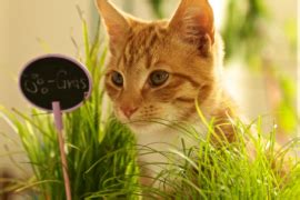 Cats Know How To Use Catnip As A Potent Insect Repellent Earth Com
