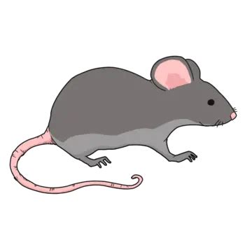 Gray Rat Clipart Vector Rat Clipart Rat Vector Rat Cartoon Png