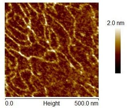 Scanning Probe Microscopy Nanoscolo