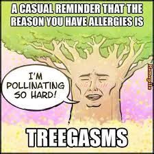 12 Tree Memes Ideas Funny Pictures Laugh Bones Funny