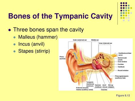 Tympanic Bone Function At Mandy Mason Blog