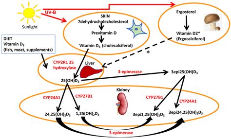 A Simplified Schematic Representation Of The Synthesis And Metabolism Download Scientific