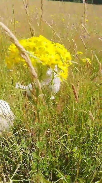 Jēkaba Krustaine Common Ragwort Senecio Jacobaea L Youtube