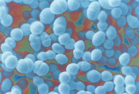 Streptococcus Faecium Bacteria Sem Stock Image B2360133 Science