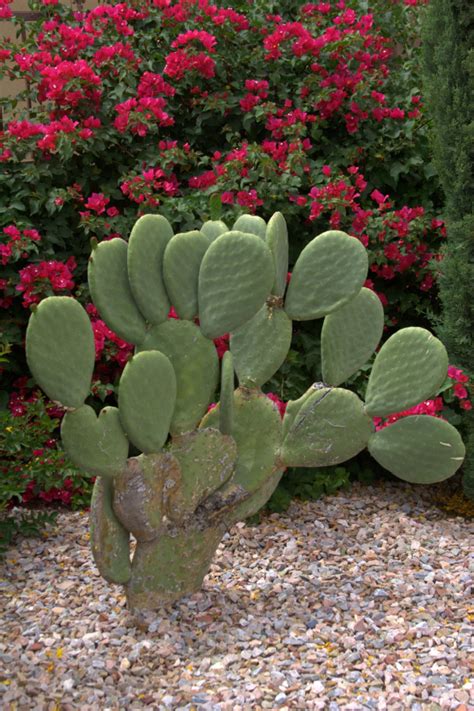 How To Grow Prickly Pear Cactus Indoors Or Outdoors